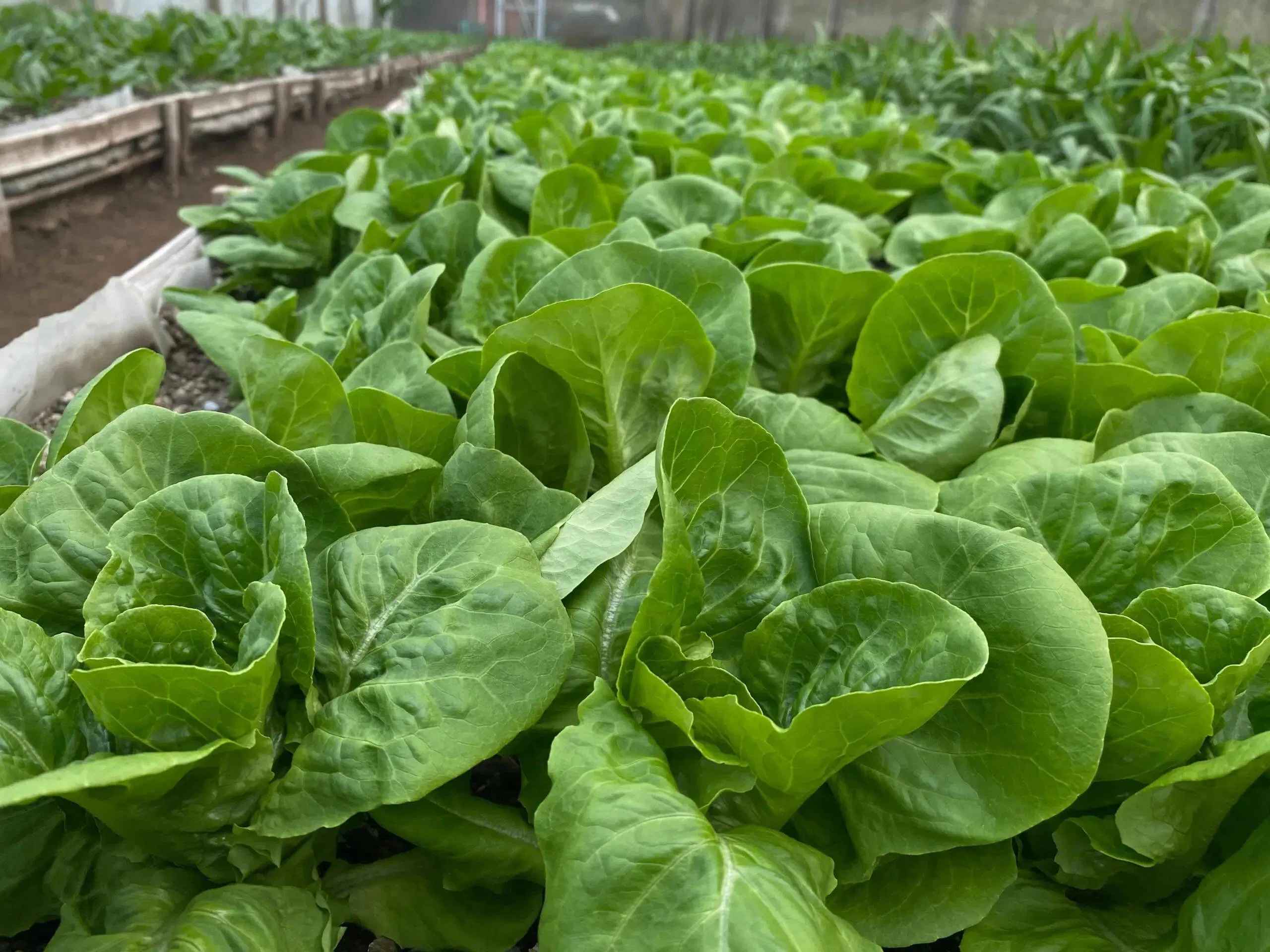 Organic Farm – Kaliandra Resort & Organic Farm