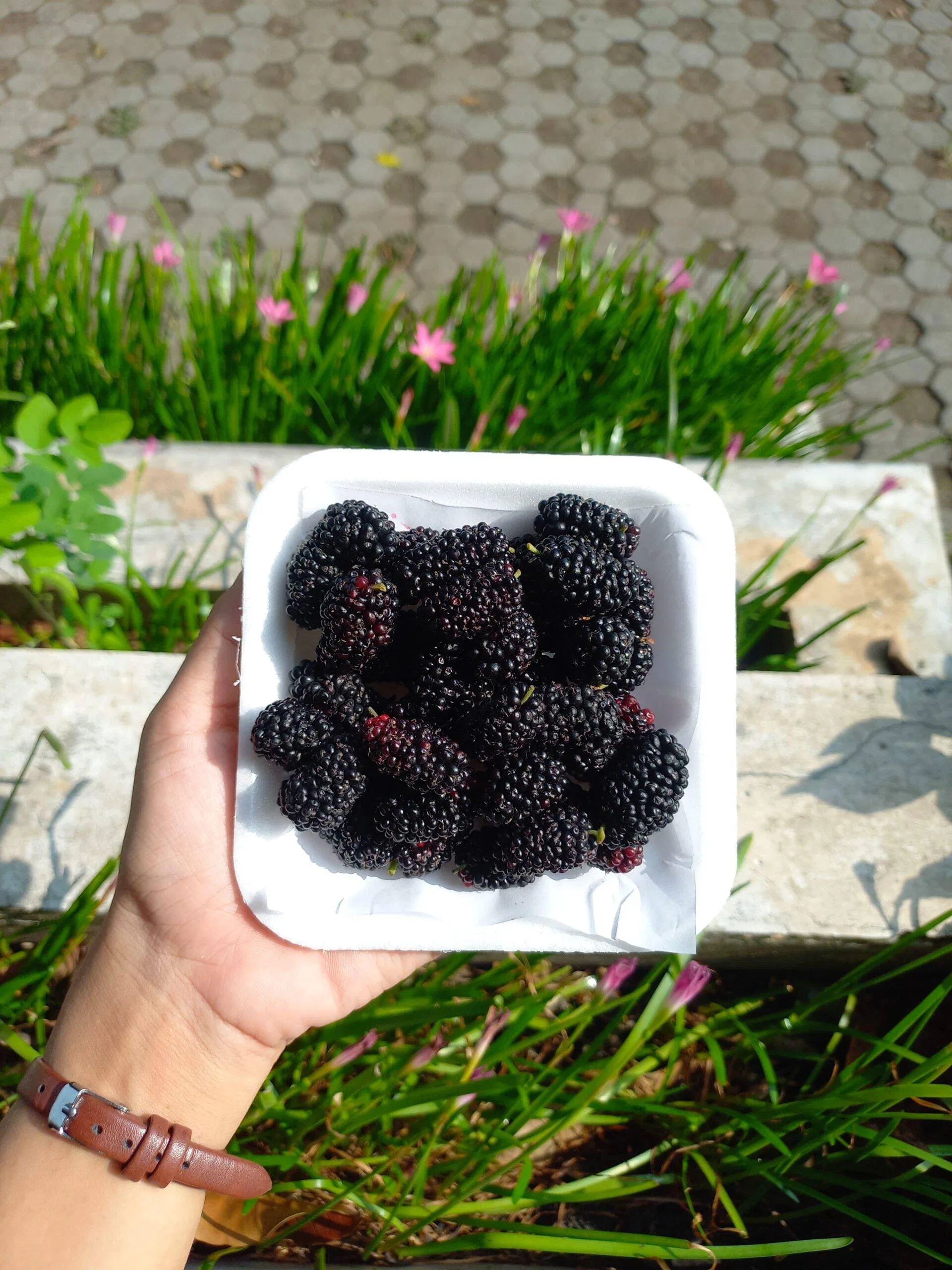 Organic Farm – Kaliandra Resort & Organic Farm